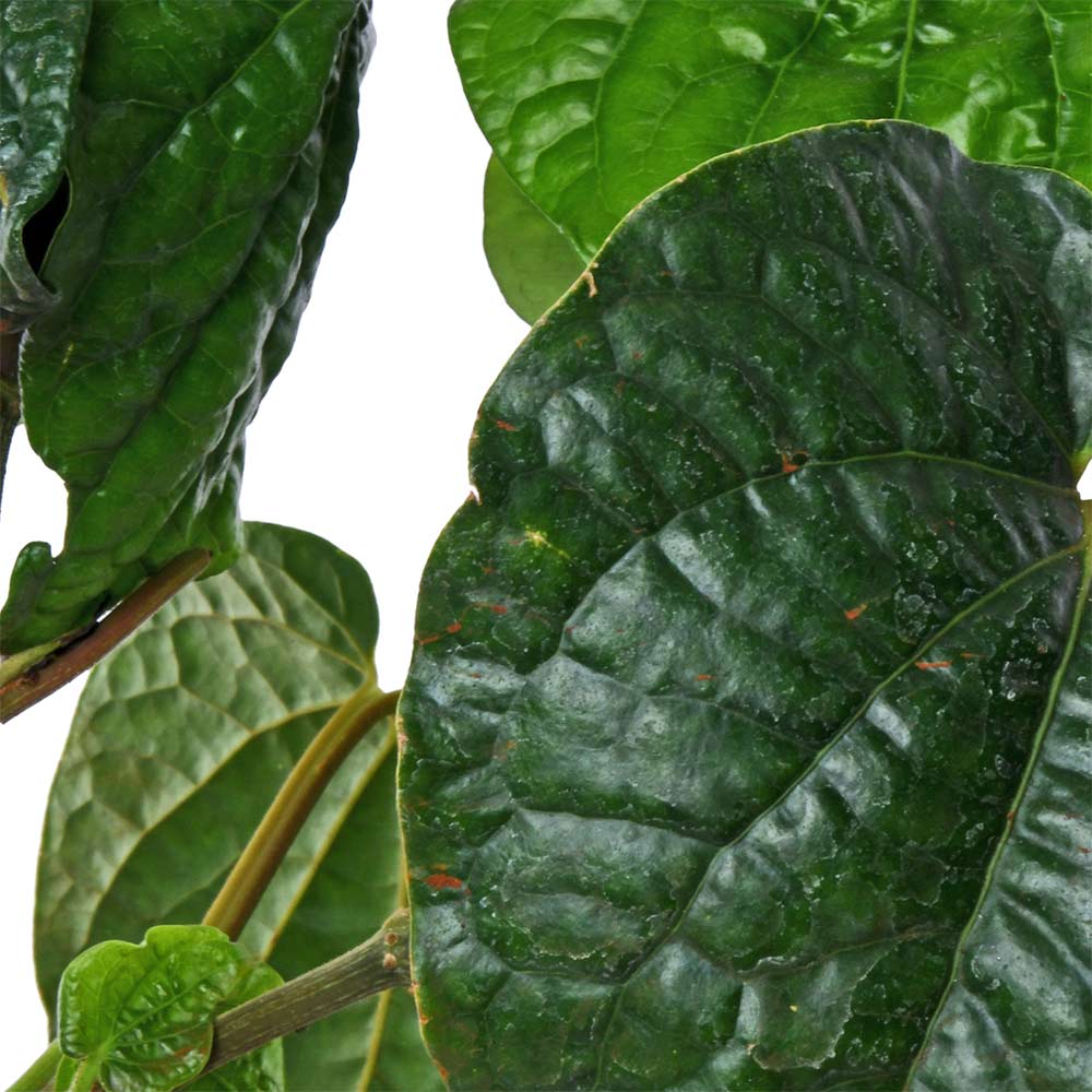 Betel Leaf (Calcutta Paan) – PLANTIFY