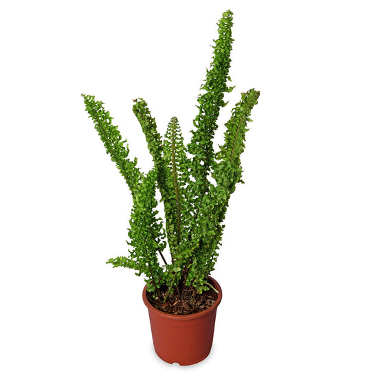 Fern Emina – PLANTIFY