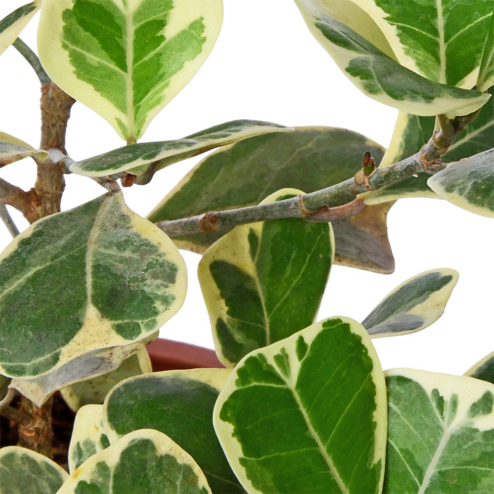 Ficus Triangulars Varigated – PLANTIFY