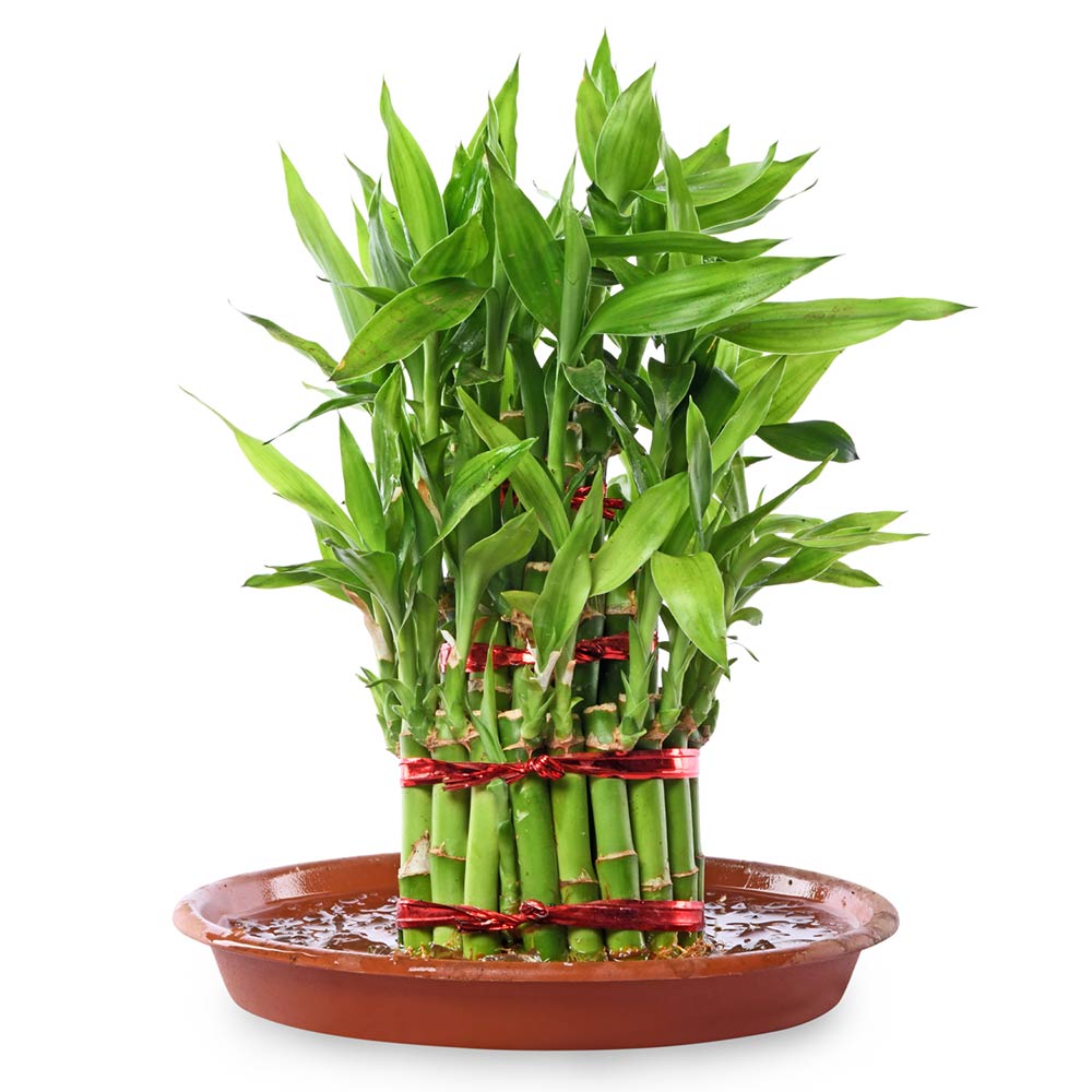 Lucky Bamboo 3 Layer – PLANTIFY