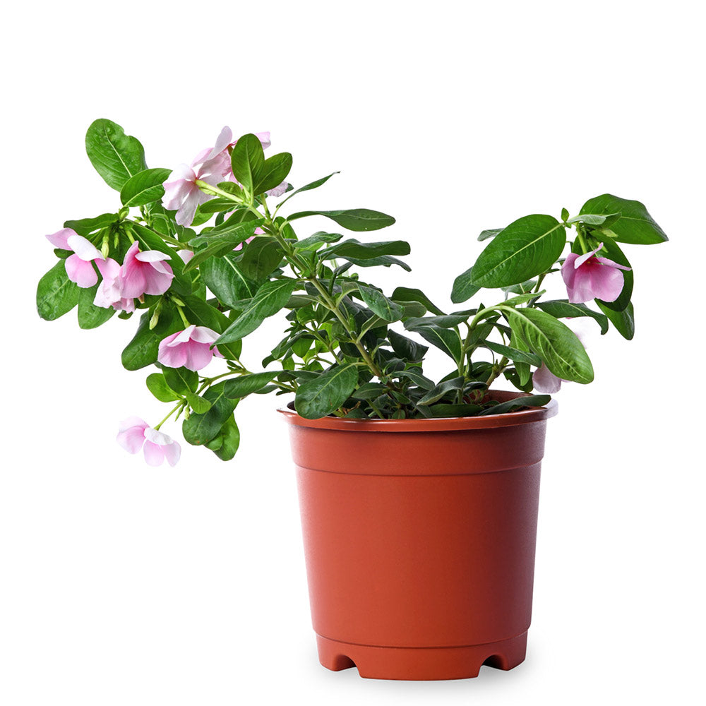 Periwinkle Baby Pink – PLANTIFY