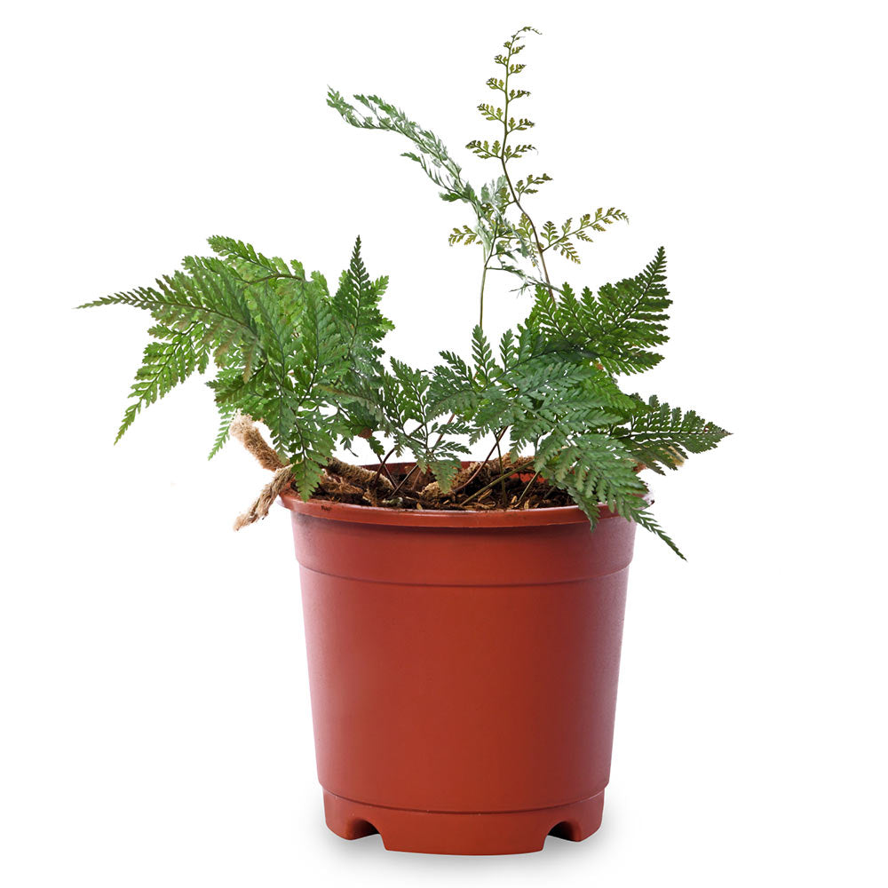 Rabbit Foot Fern – PLANTIFY