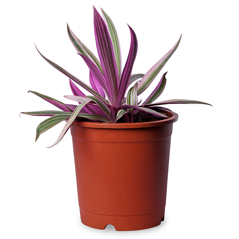 Rhoeo Discolor – PLANTIFY