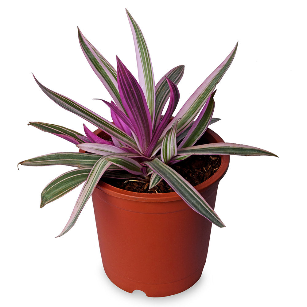 Rhoeo Discolor – PLANTIFY