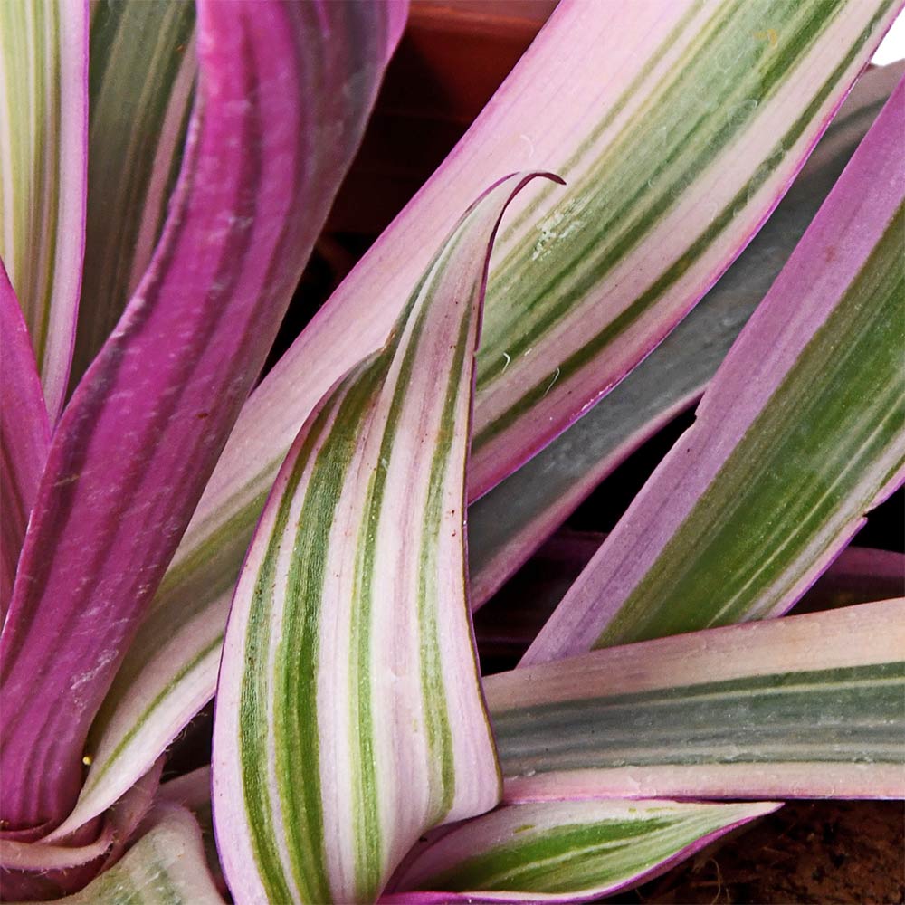 Rhoeo Discolor – PLANTIFY