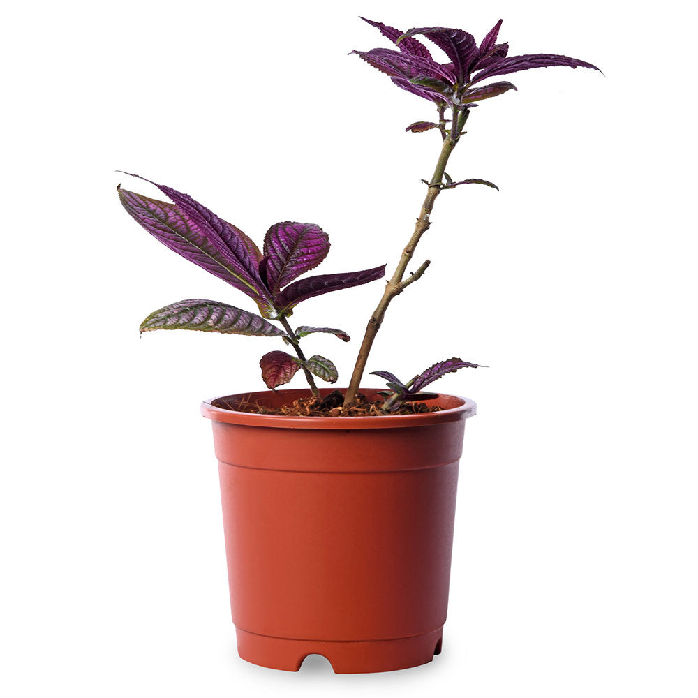 Strobilanthus – PLANTIFY